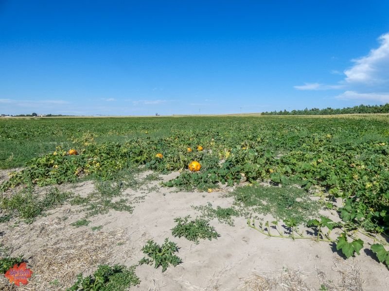Pumpkin Patch