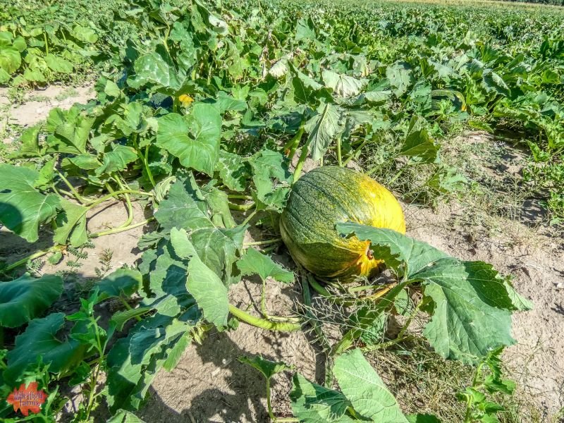 Pumpkin Patch