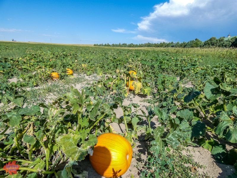 Pumpkin Patch