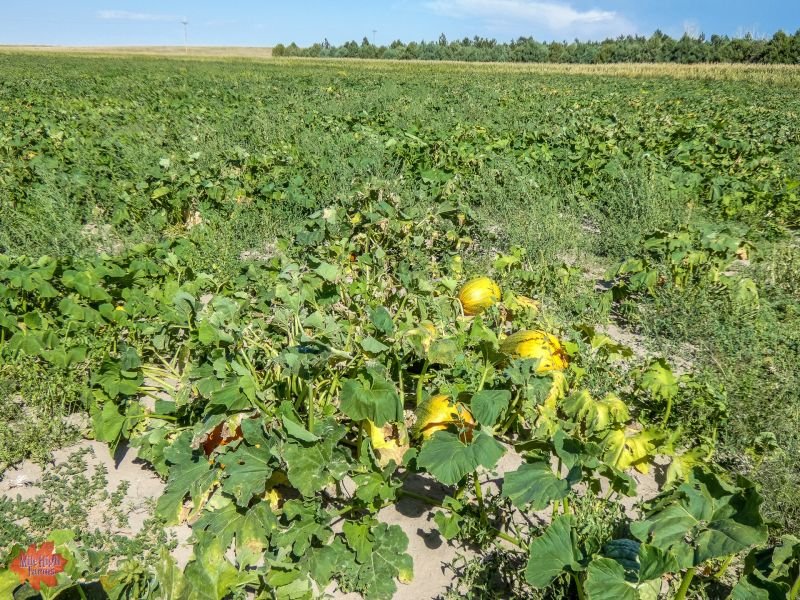 Pumpkin Patch