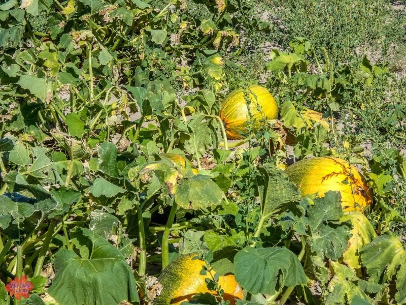 Pumpkin Patch